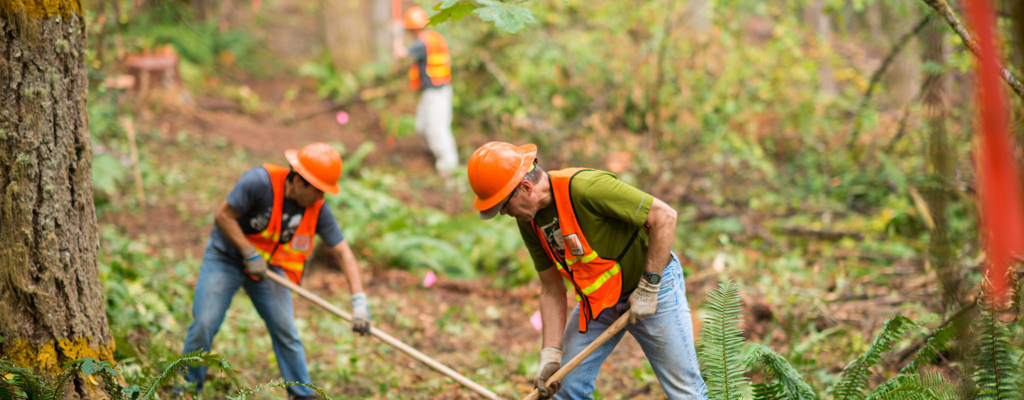 Homepage | Research Forests